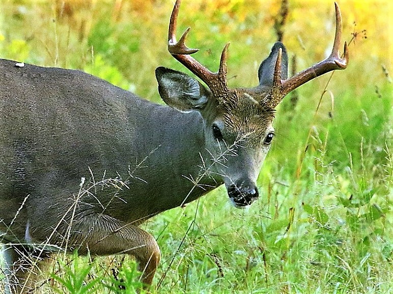 What Matches Paint Color Whitetail Deer